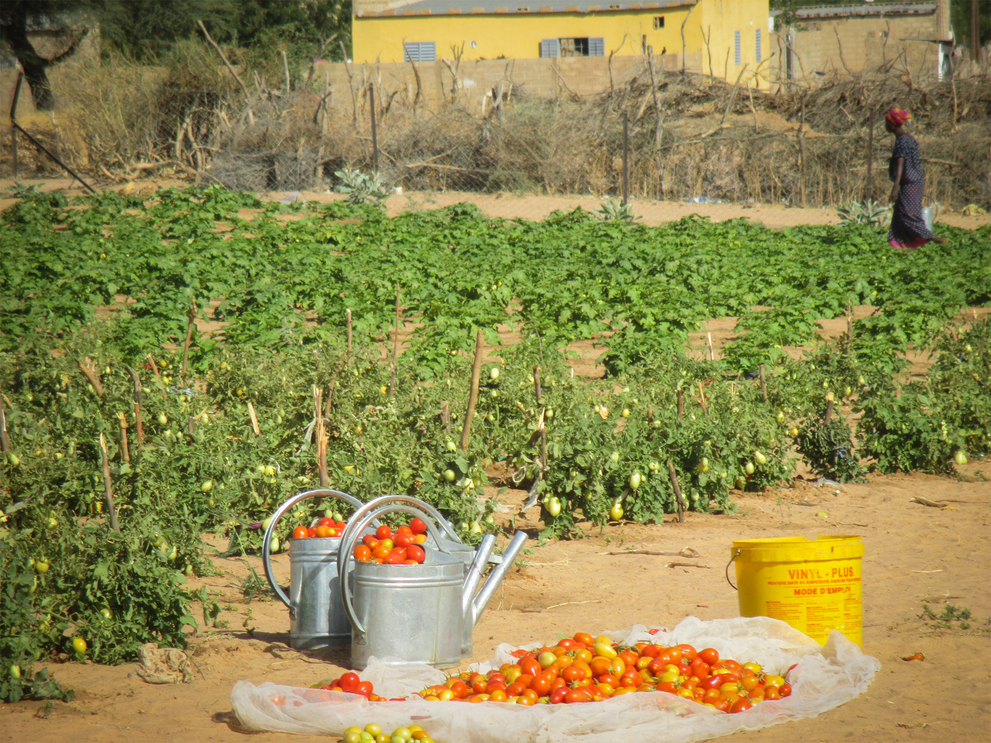 Spring Photos from Senegal | Blog Posts | CREATE!