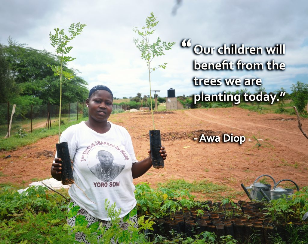 Turning a Desert into an Oasis: Reforestation in Senegal