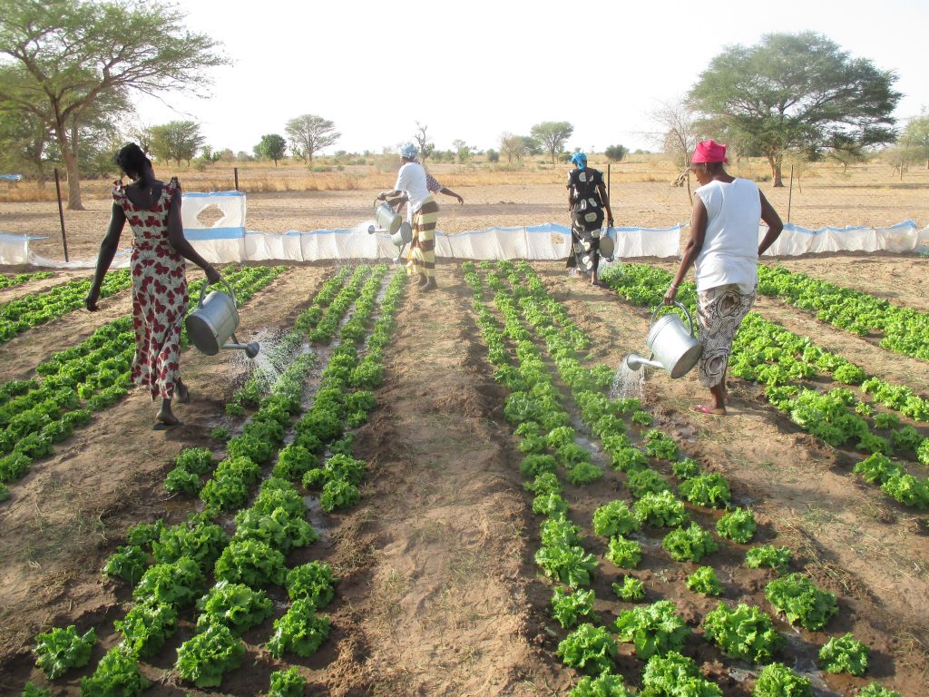 Supporting the UN Sustainable Development Goals in Senegal